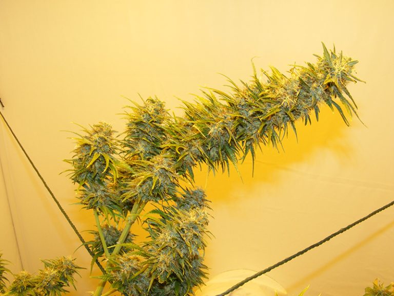 G13 Haze (Limited) - Mr. Nice Seedbank
