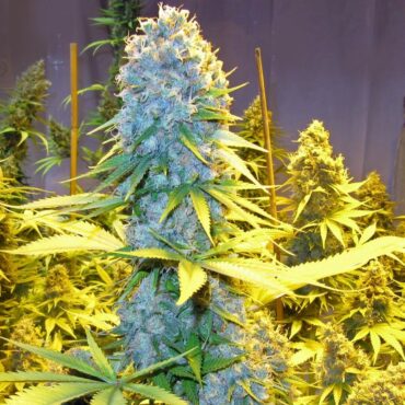 Critical Mass TopFlite Autoflower - Mr. Nice Seedbank