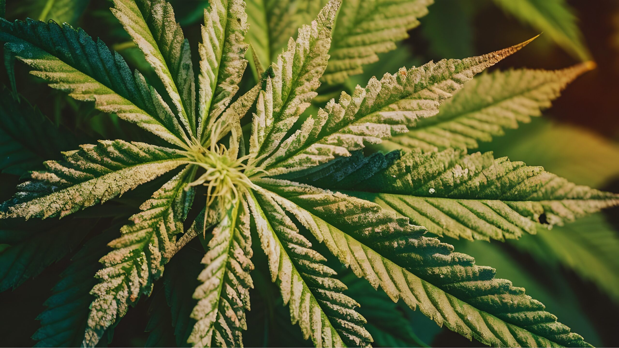 Troubleshooting & Common Issues: How to Identify and Treat Common Plant ...